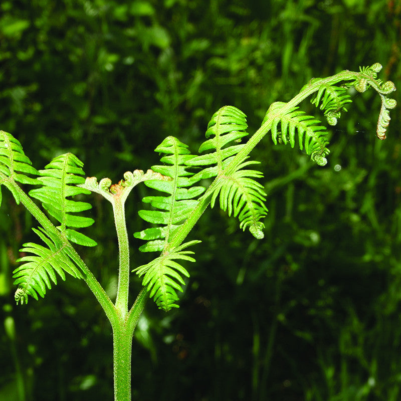 Bracken Aq. – Yorkshire Flower Essences