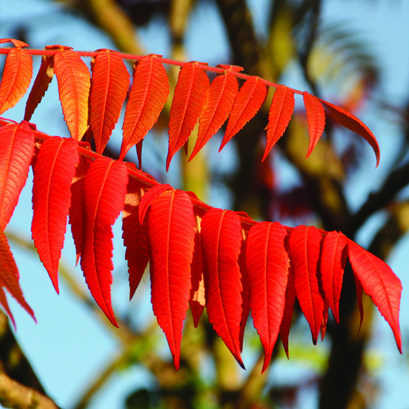 Sumach – Yorkshire Flower Essences